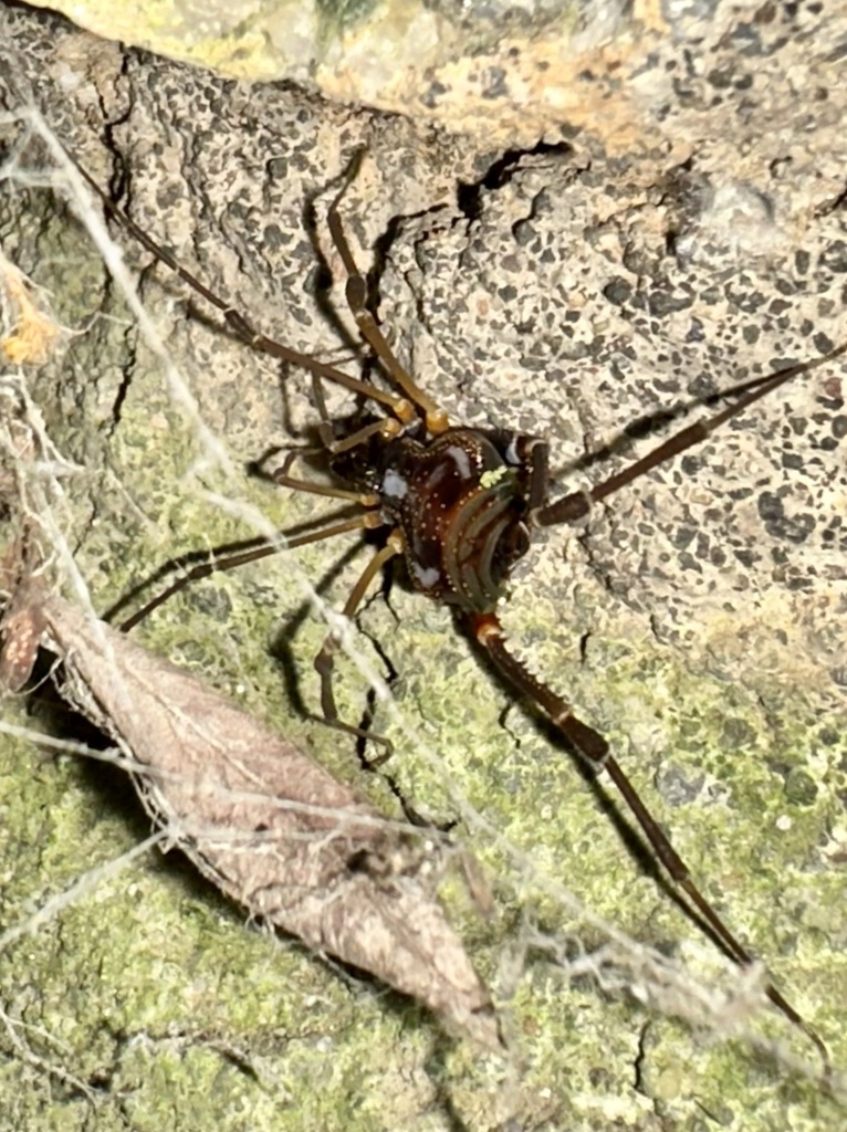 Sadocus asperatus from Alemana Alto, Concepción, Biobío, CL on June 20 ...