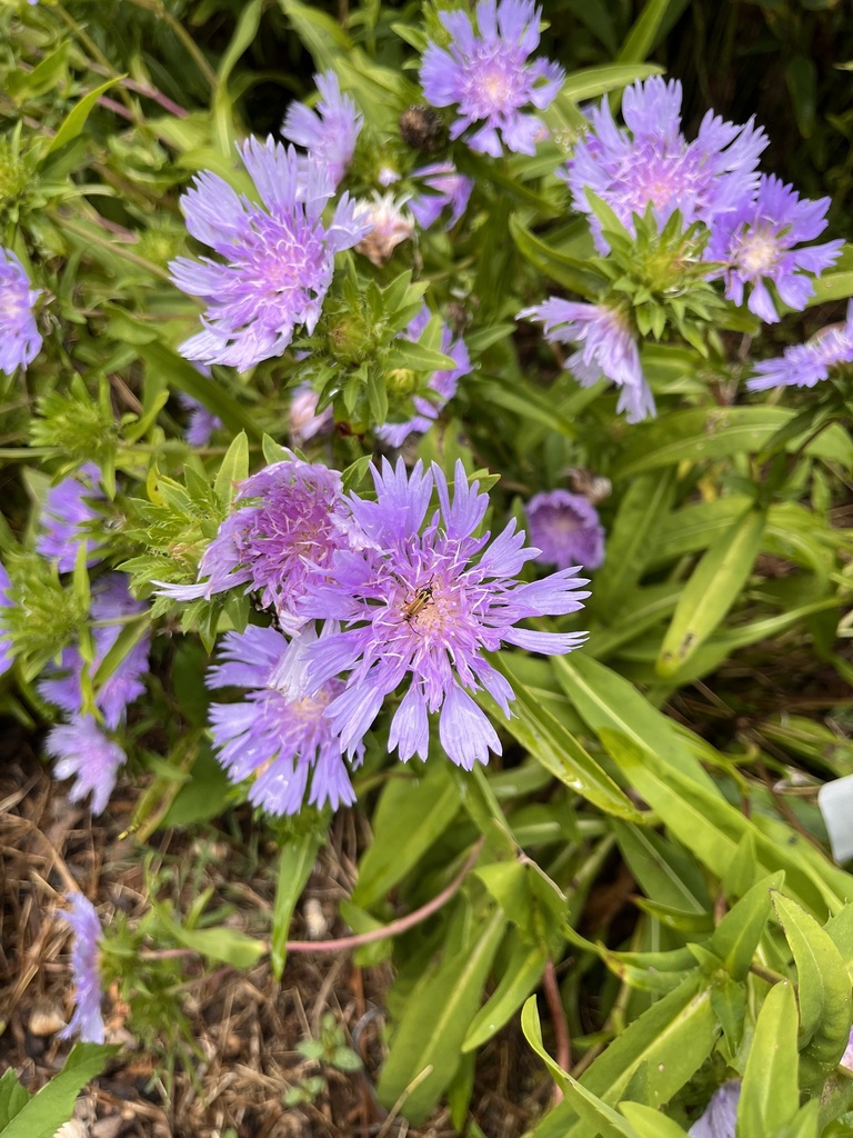 Stokes' aster from Townsend, TN, US on June 20, 2023 at 02:58 PM by ...