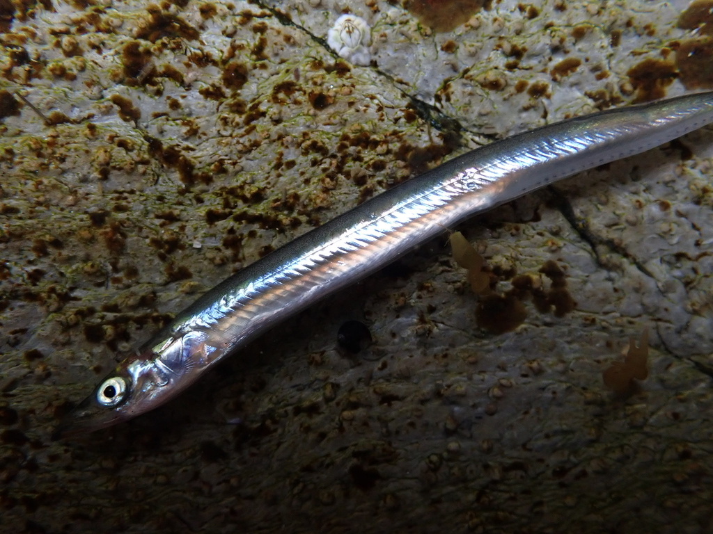 American Sand Lance from Conanicut Island, Jamestown, RI, US on June 12 ...