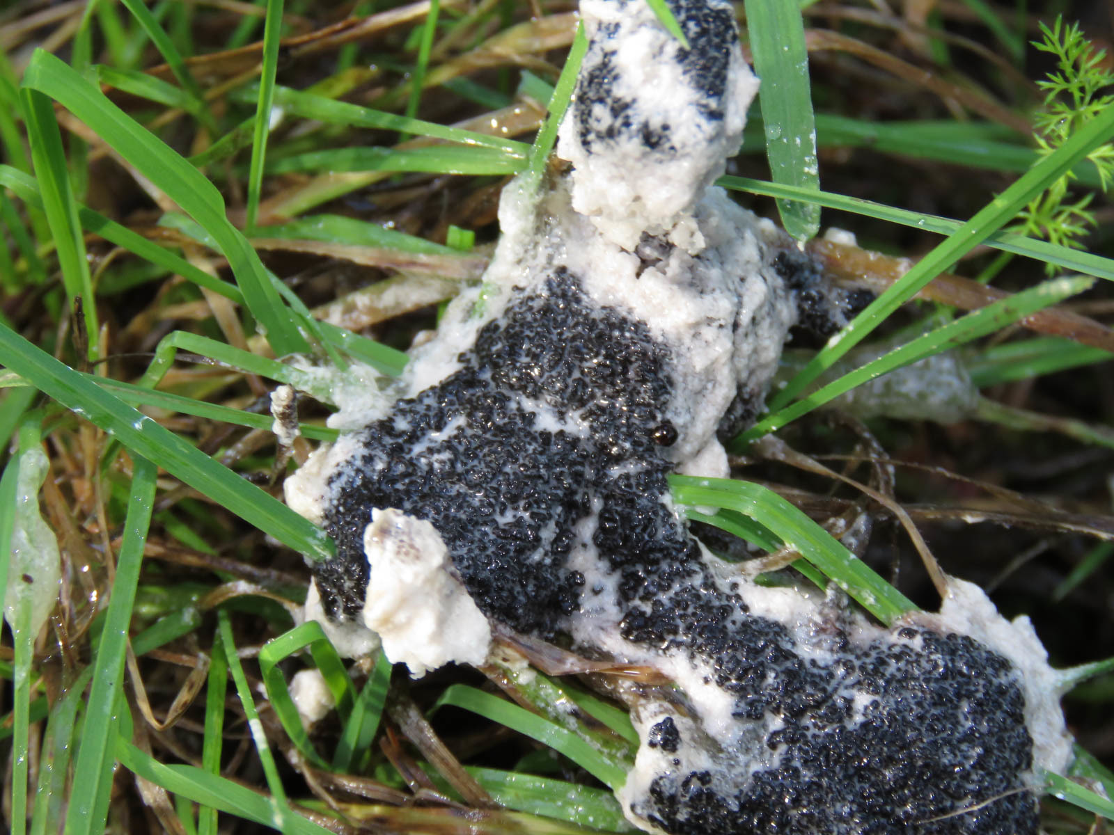 Is this slime mold all over my garden in Texas? : r/Slimemolds
