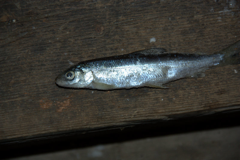Whitefishes (Coregoninae) - Marine Life Identification