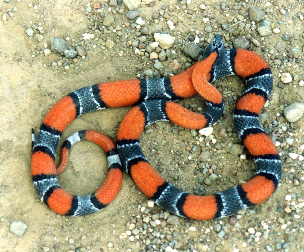 Gray-banded Kingsnake (Lampropeltis alterna) - Snakes and Lizards