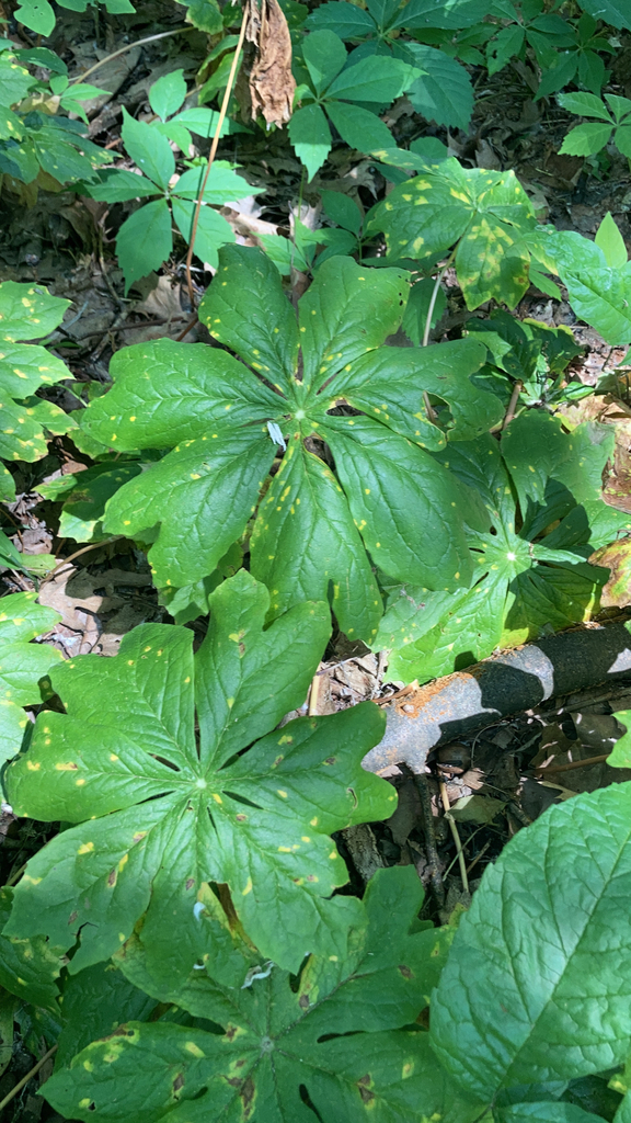 Mayapple Rust from Erie, PA, US on June 19, 2023 at 03:03 PM by ...
