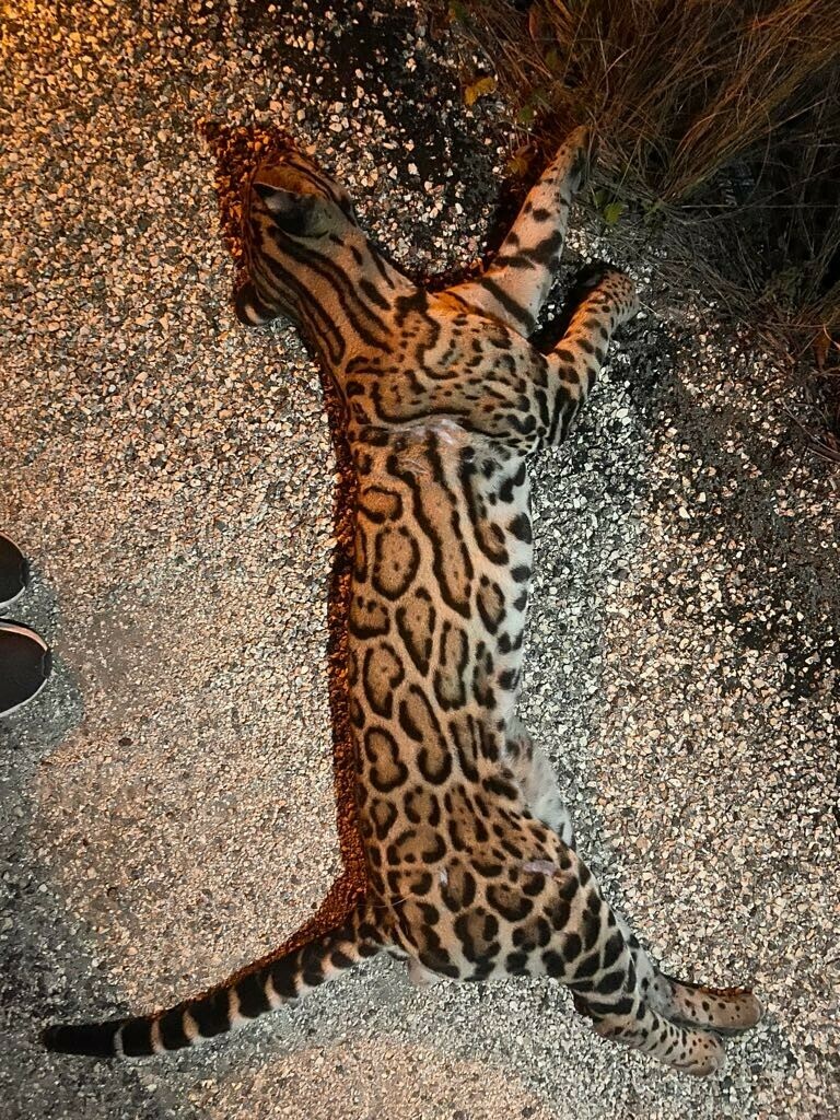 Ocelot from Mexico on April 8, 2023 by Daniel Jesús Espinosa · iNaturalist