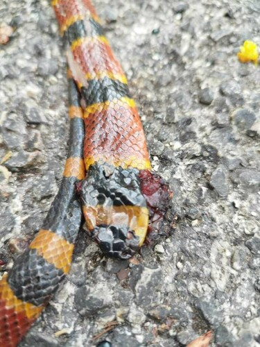 Variable Coralsnake (Micrurus diastema) - Snakes and Lizards