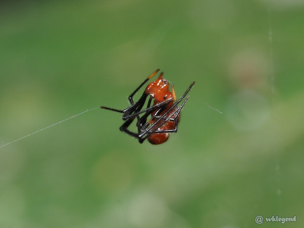 Small Thief Spider from 香港西貢 on December 15, 2018 at 12:47 PM by ...