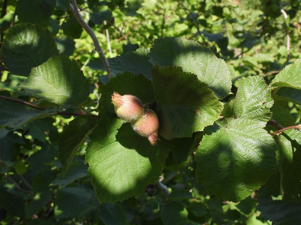 beaked hazelnut from Concow, CA, USA on June 17, 2023 at 01:00 PM by ...
