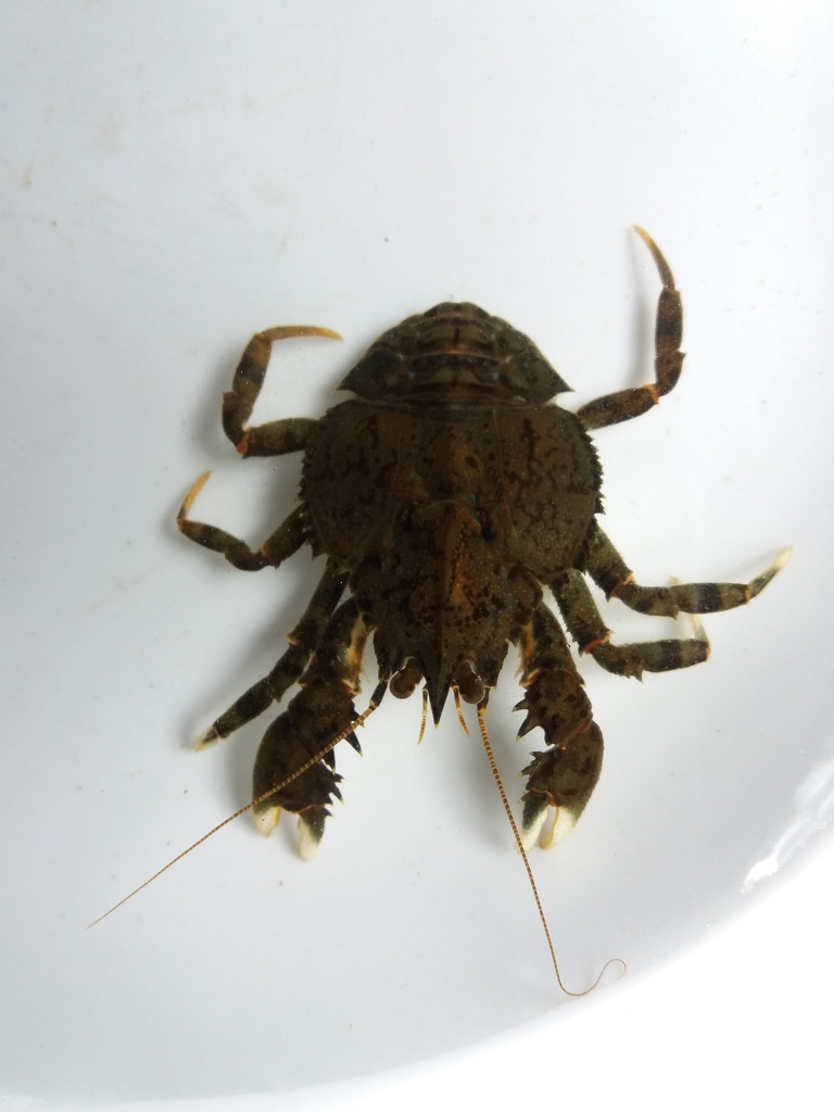 Aegla denticulata from Osorno Province, Los Lagos, Chile on January 18 ...