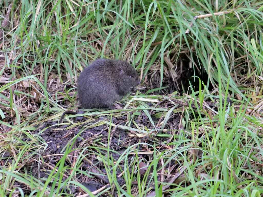Australian Swamp Rat from Strathalbyn SA 5255, Australia on June 20 ...