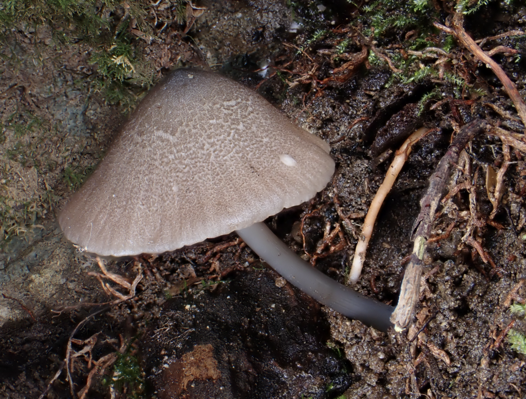 Cyanula from King County, WA, USA on June 20, 2023 at 11:05 AM by ...