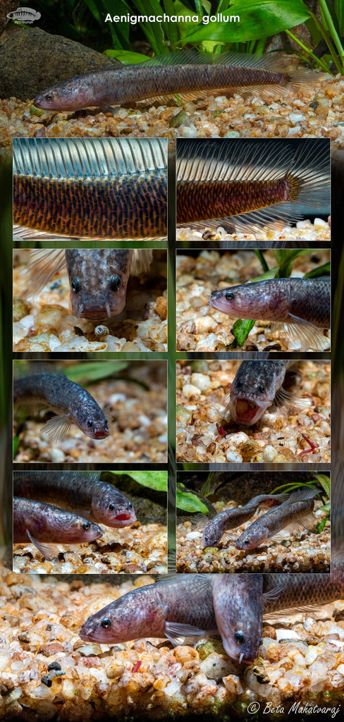 Gollum Snakehead (Aenigmachanna gollum) - Marine Life Identification