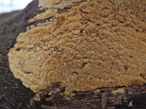 Xylodon flaviporus · iNaturalist