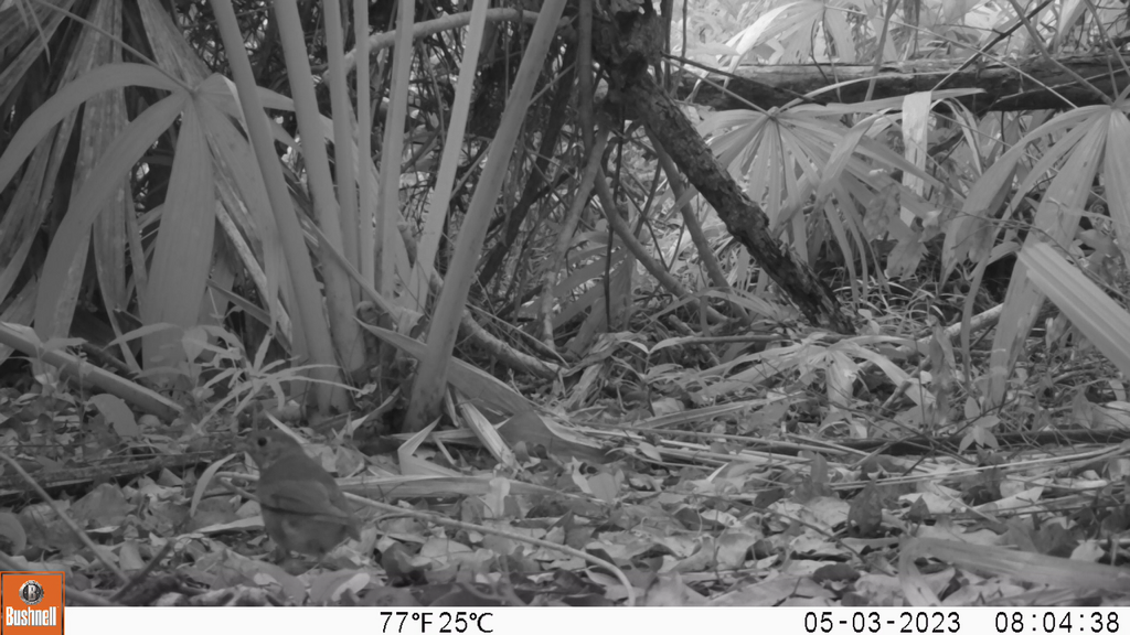 Perching Birds in May 2023 by rene_vela · iNaturalist