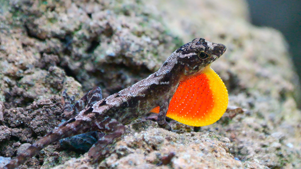 Humble Anole (Plants and animals of the Cerro Datanlí-El Diablo nature ...