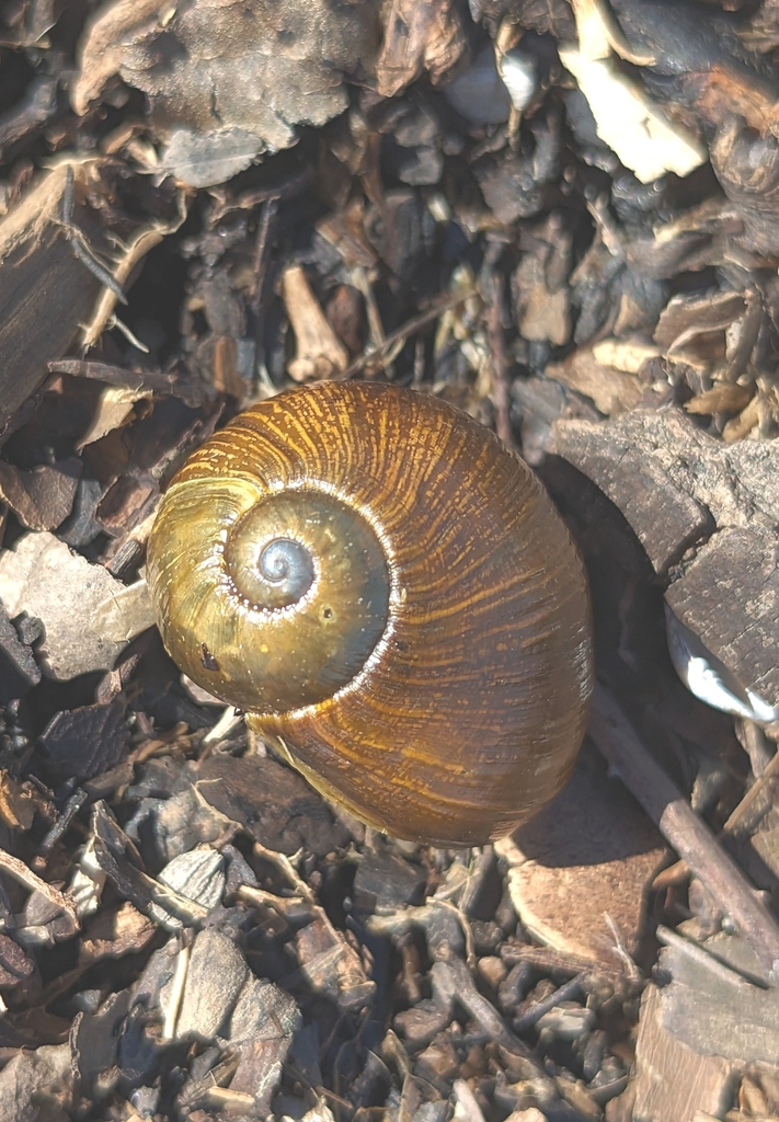 Green Garden Snail from Hercules, CA 94547, USA on June 19, 2023 at 10: ...