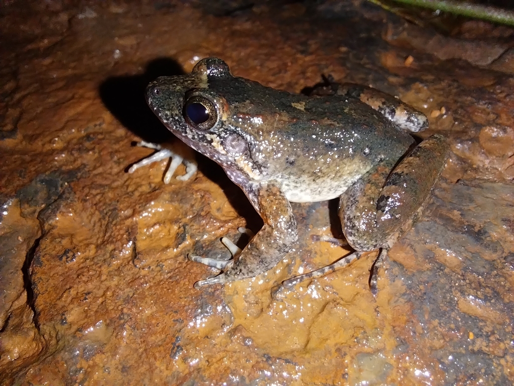 Trinidad Ditch Frog from Forest Reserve, Trinidad and Tobago on June 18 ...