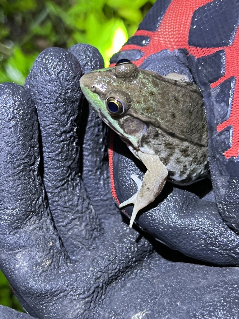 Green Frog from The University of North Carolina at Chapel Hill, Chapel ...