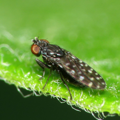 Limnellia stenhammari · iNaturalist Mexico