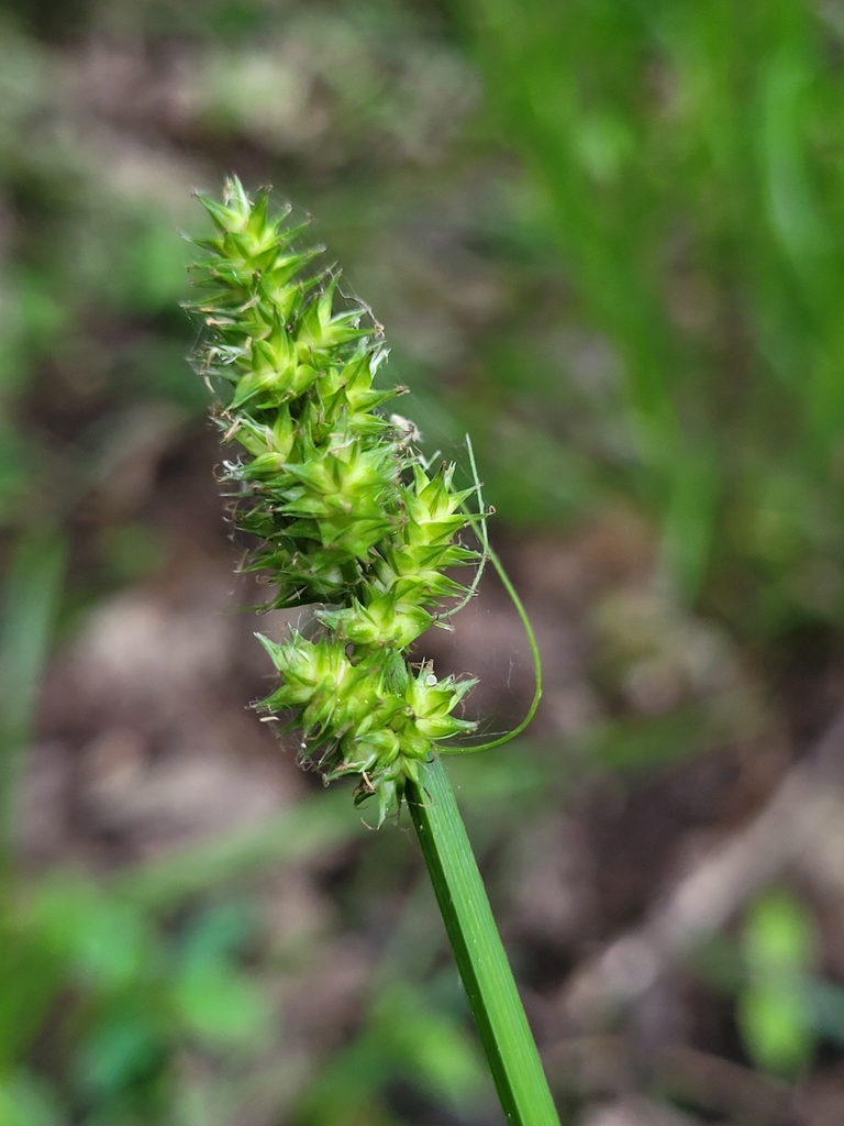 foxtail sedge from Lake of the Woods, ON, Canada on June 17, 2023 at 11 ...