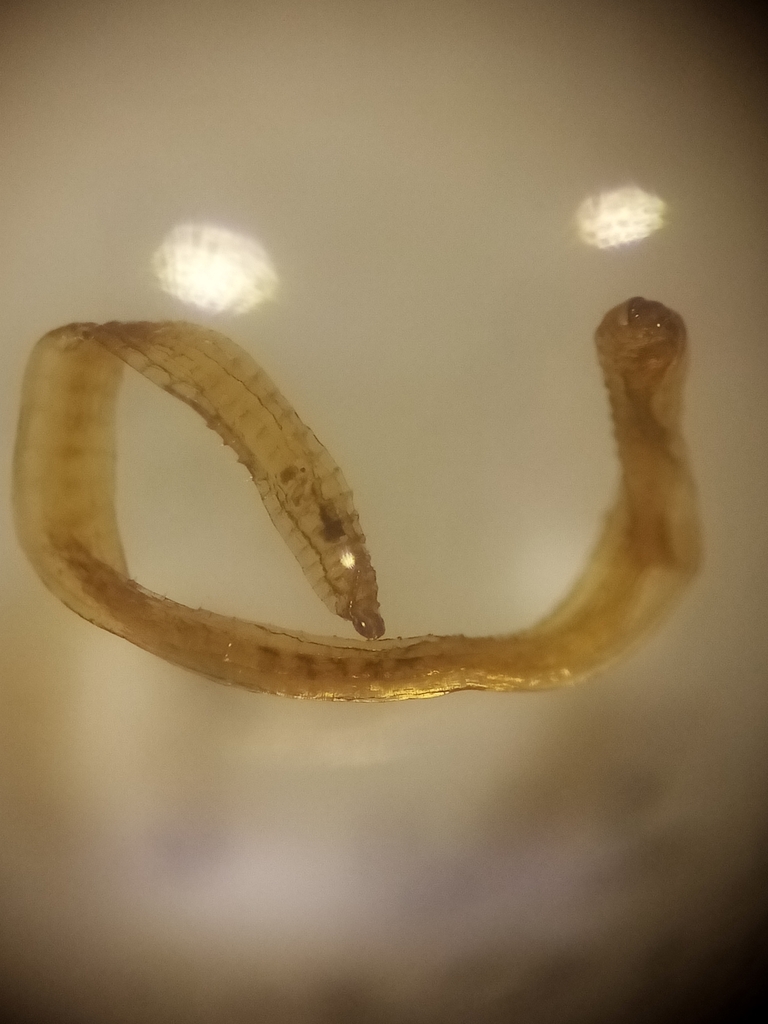 Winged and Once-winged Insects from Duvauchelle, New Zealand on March ...