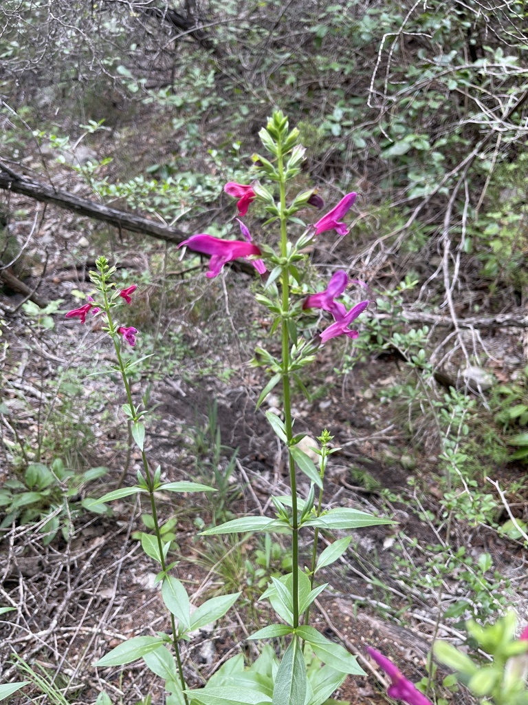big red sage in June 2023 by gardenhen · iNaturalist