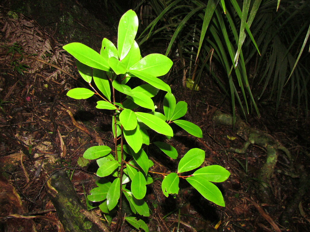 Lowland Horopito from Tahawai, New Zealand on June 20, 2023 at 10:43 AM ...