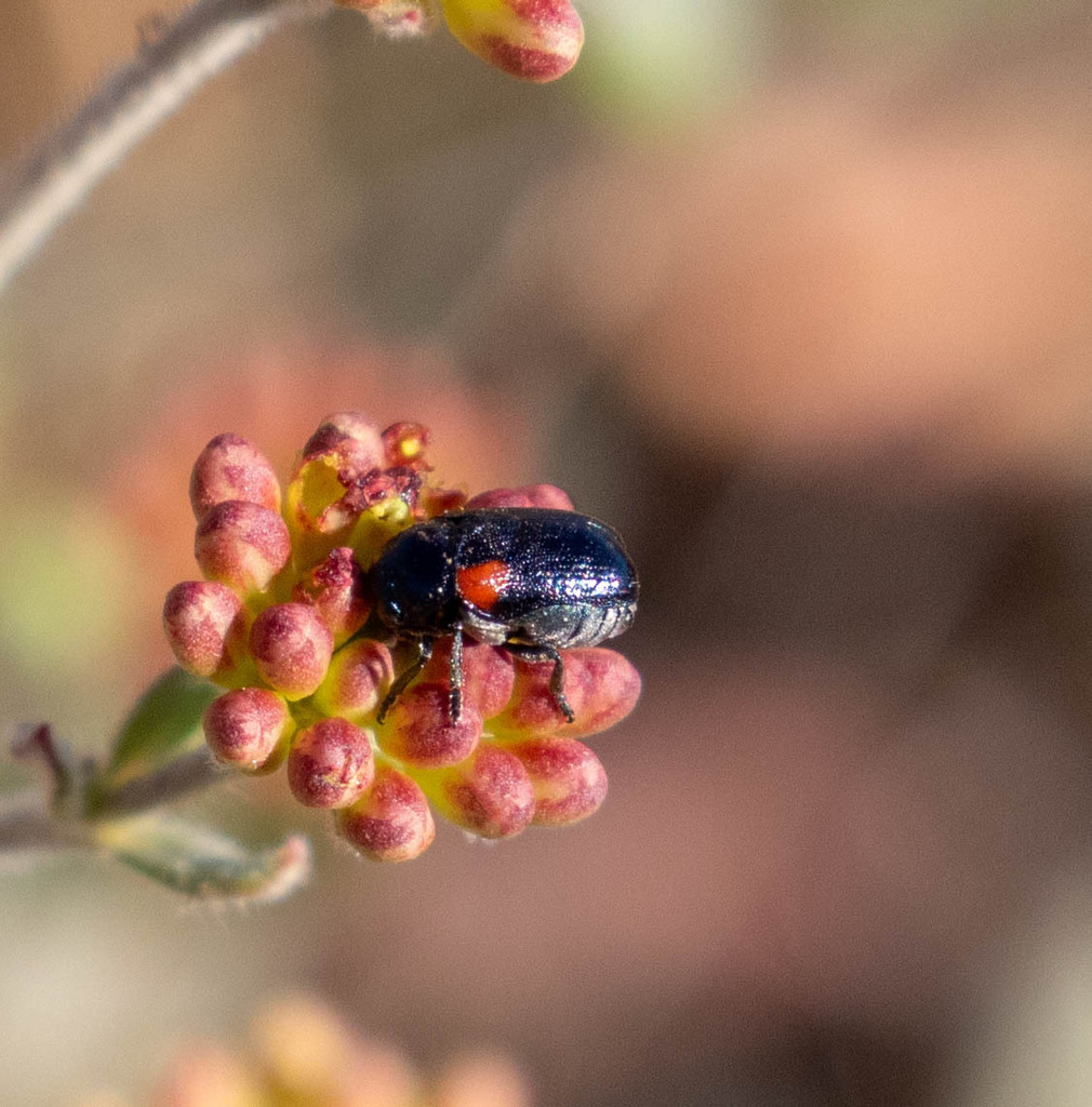 Red-shouldered Leaf Beetle from Mount Diablo SP Summit Area, Contra ...