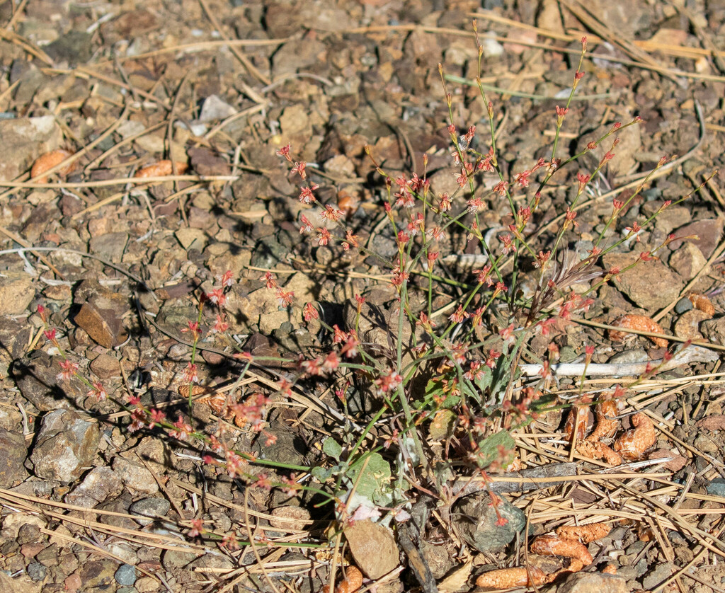Slender Woolly Buckwheat from Mount Diablo SP Summit Area, Contra Costa ...