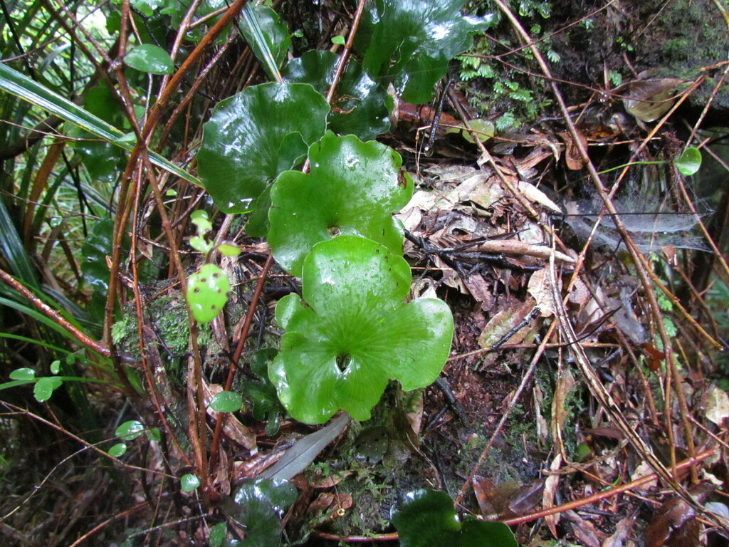 kidney fern from Tahawai, New Zealand on June 20, 2023 at 01:42 PM by ...