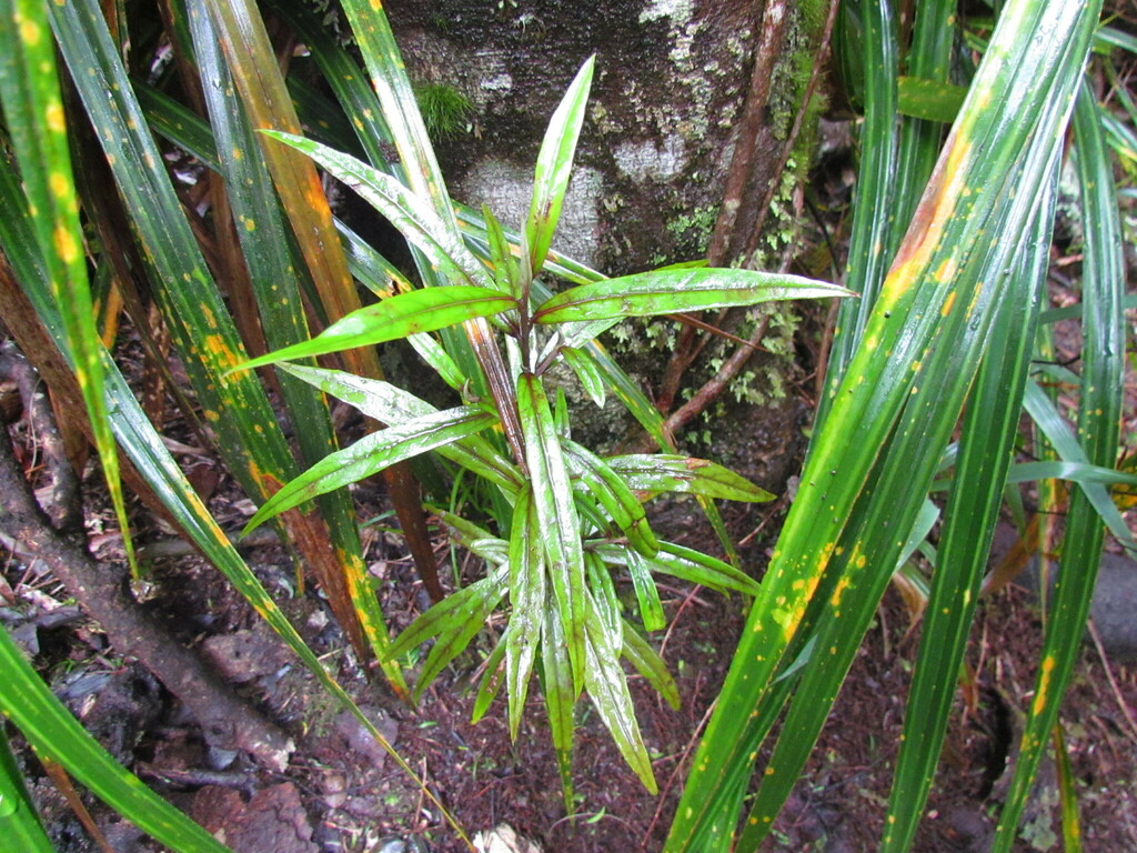 Korokio from Tahawai, New Zealand on June 20, 2023 at 12:25 PM by ian ...