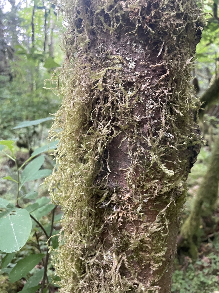 Douglas' Neckera Moss from Goldstream Park, Langford, BC, CA on June 20 ...