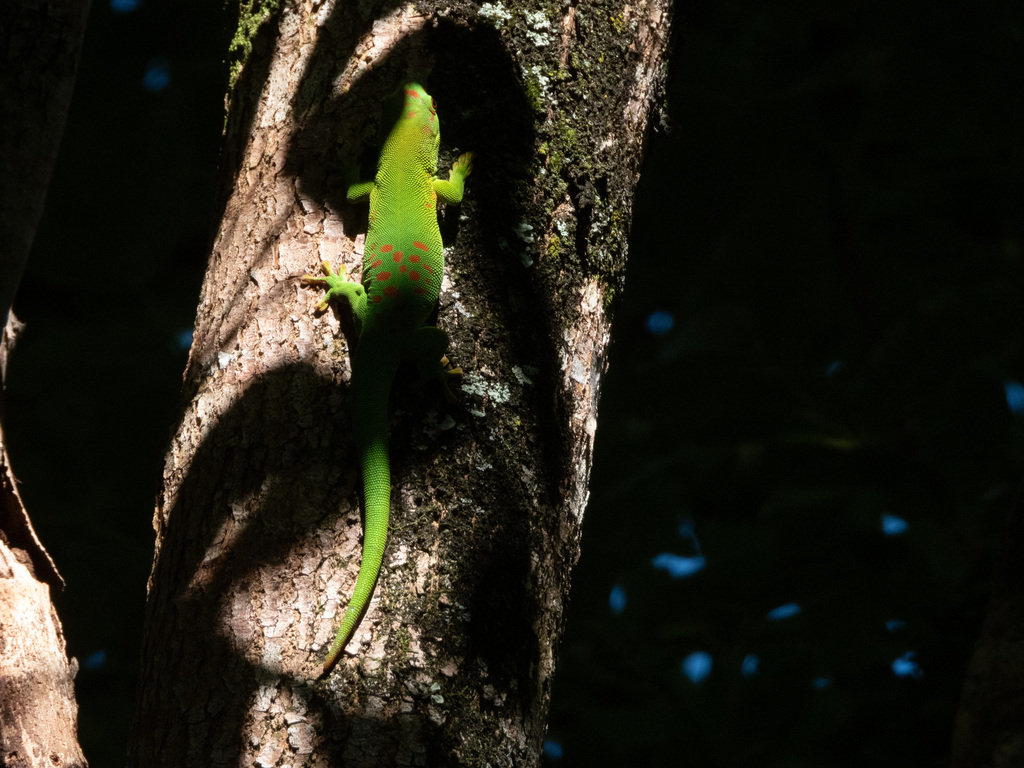 Madagascar Giant Day Gecko from Honolulu County, US-HI, US on June 20 ...