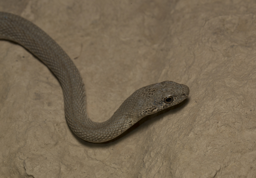 Jan’s Cliff Racer from Данғара, Таджикистан on June 14, 2023 at 12:02 ...