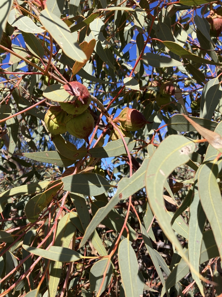 Ooldea Mallee from Woomera Prohibited Area, Anangu Pitjantjatjara ...