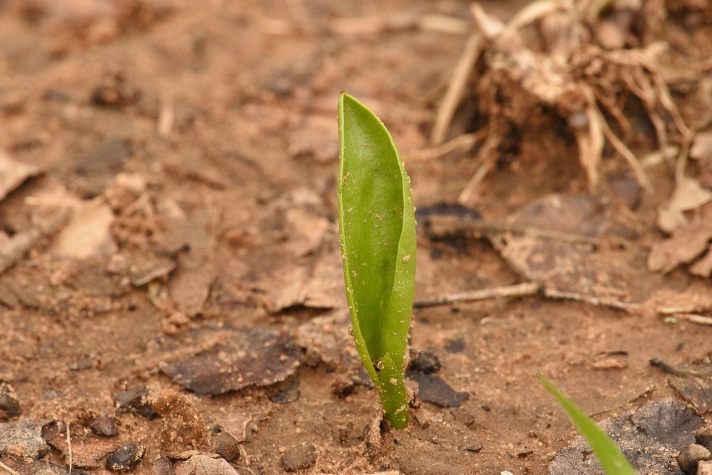limestone adder's-tongue in February 2023 by Aidan Campos. Sterile ...