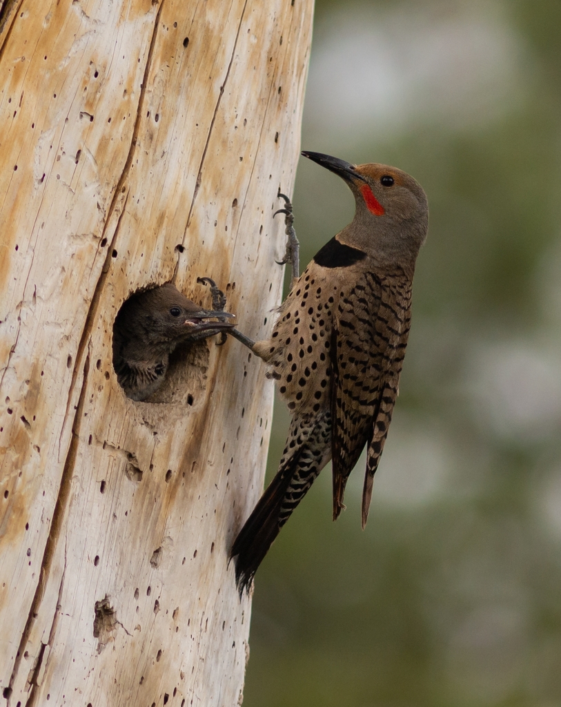 Northern Flicker from Old Station, CA 96071, USA on June 19, 2023 at 11 ...