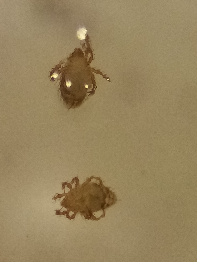 Astigmata from Duvauchelle, New Zealand on March 17, 2023 by edmonds5 ...