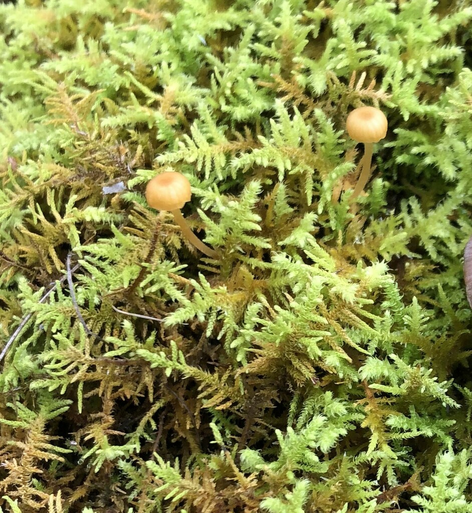 Orange Moss Agaric from Desert Camp SA 5271, Australia on June 21, 2023 ...
