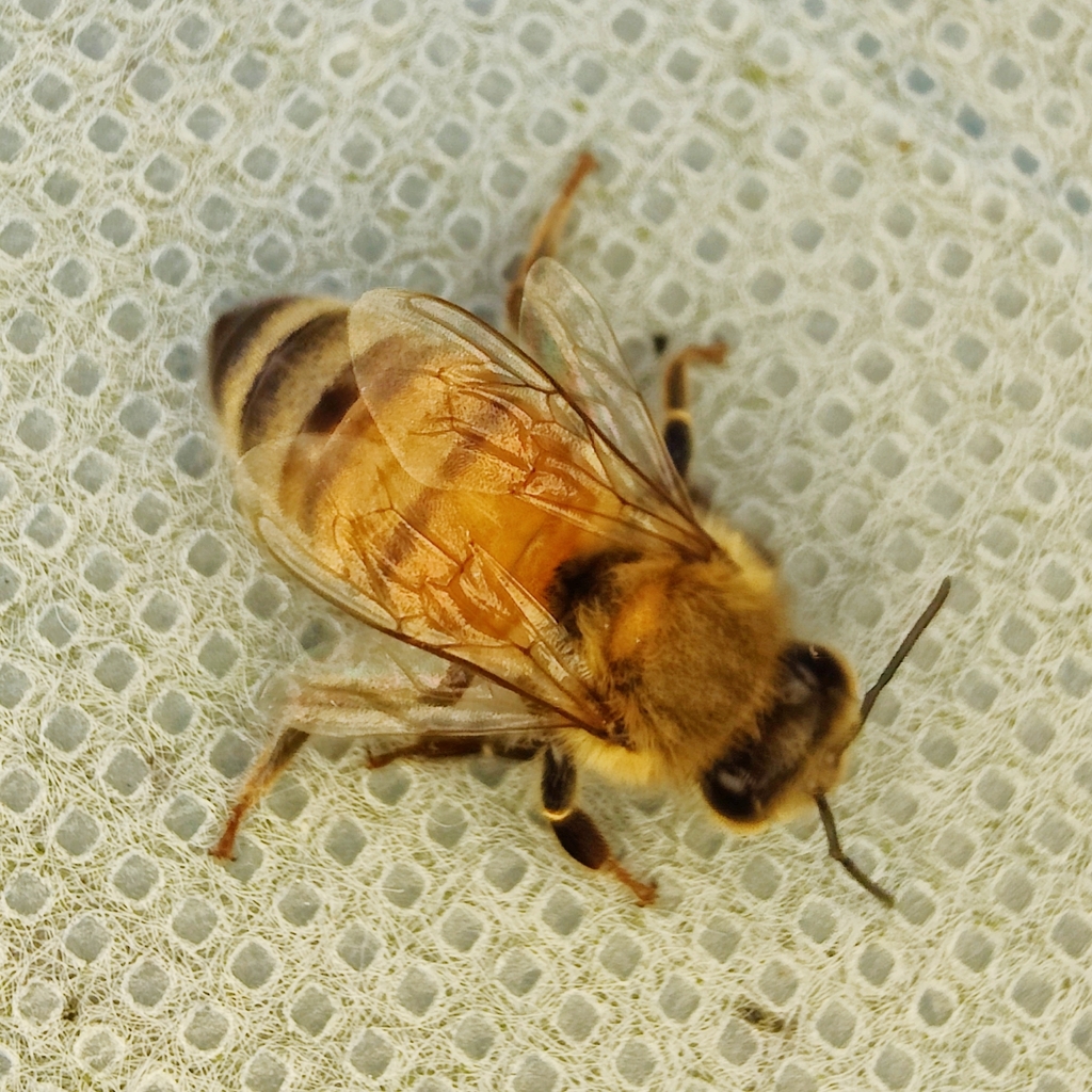 Western Honey Bee in June 2023 by David · iNaturalist