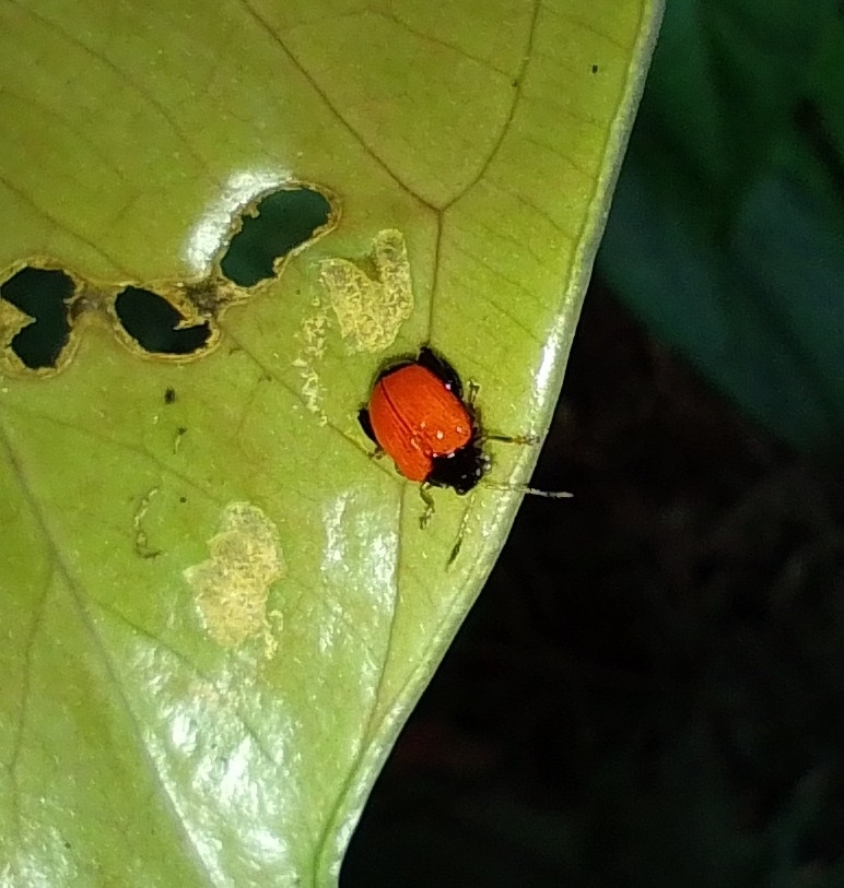 Flea Beetles from Sonsón, Antioquia, Colombia on March 20, 2023 at 01: ...