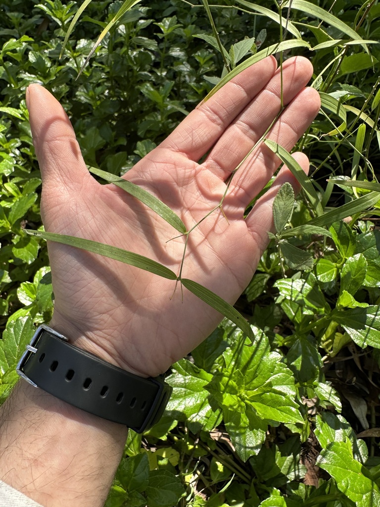 Wombat Berry in June 2023 by jasonc_lcc · iNaturalist