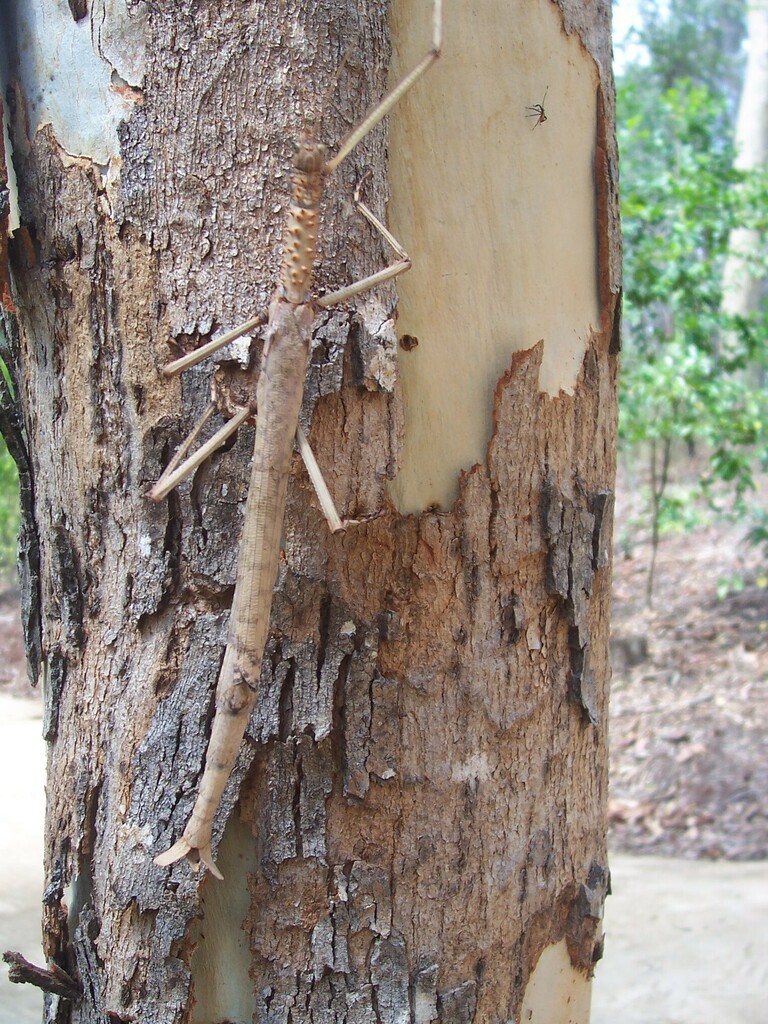 Giant Spiny Acrophylla from Glen Eden QLD 4680, Australia on December ...