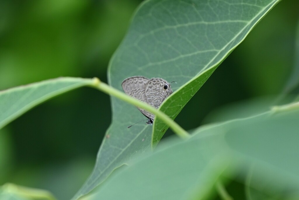 Common Line Blue from Taichung City, Taiwan on June 15, 2023 at 11:45 ...