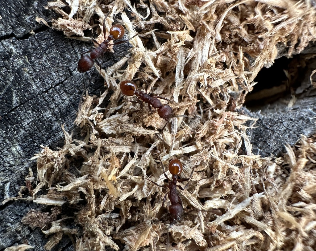 Tennessee Collared Ant from Custer State Park, Custer, SD, US on June ...