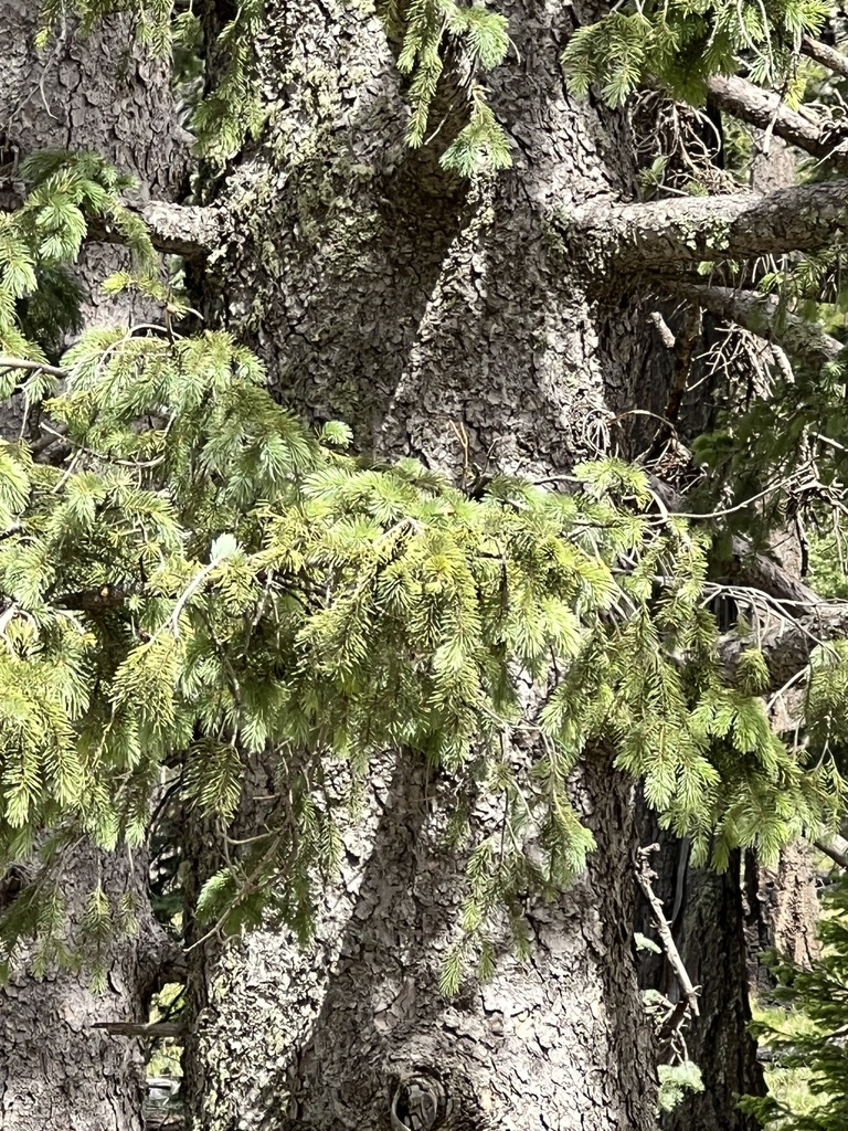 Engelmann spruce from Coronado National Forest, Willcox, AZ, US on June ...
