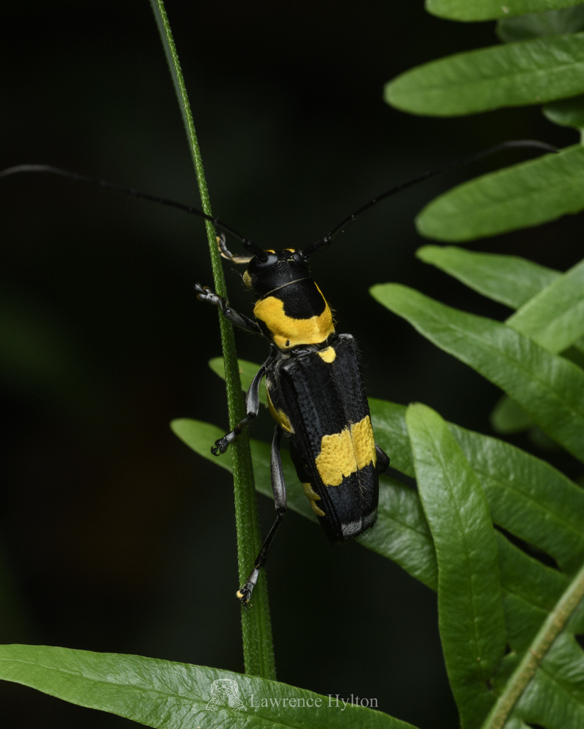 Glenea mouhoti in June 2023 by Lawrence Hylton · iNaturalist