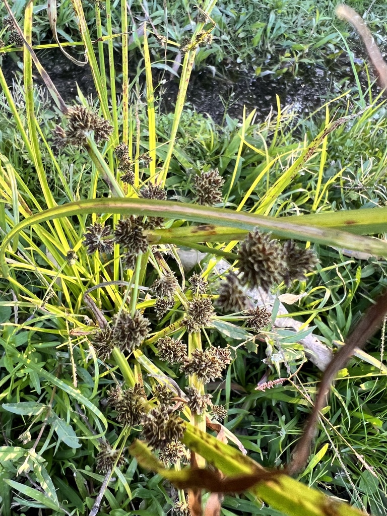 Variable Flatsedge from USC: University of the Sunshine Coast ...