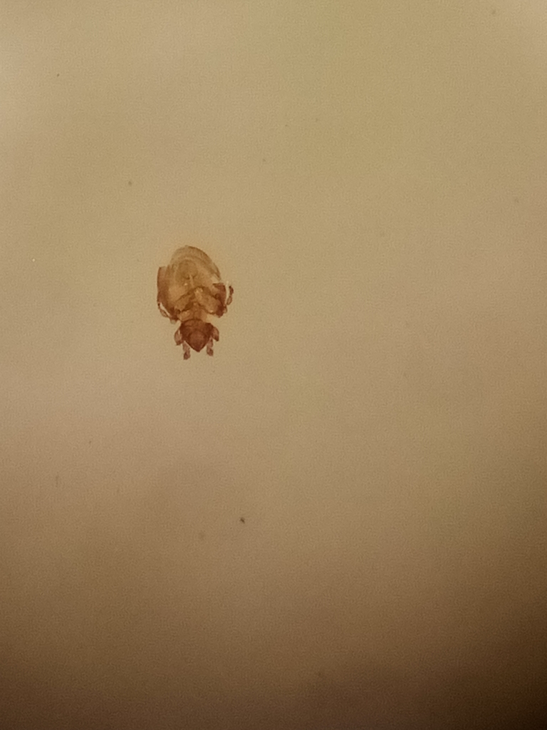 Mites and Ticks from Duvauchelle, New Zealand on March 17, 2023 by ...