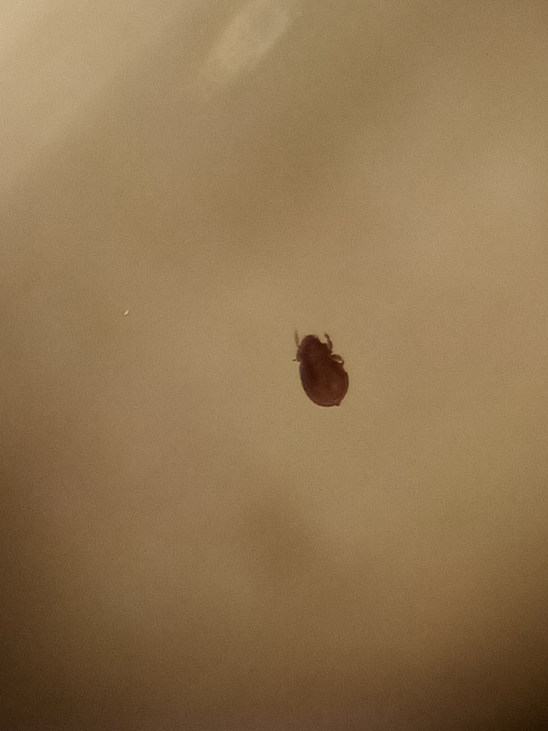 beetle mites from Duvauchelle, New Zealand on March 17, 2023 by ...