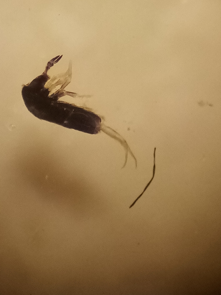 Elongate Springtails from Duvauchelle, New Zealand on March 17, 2023 by ...